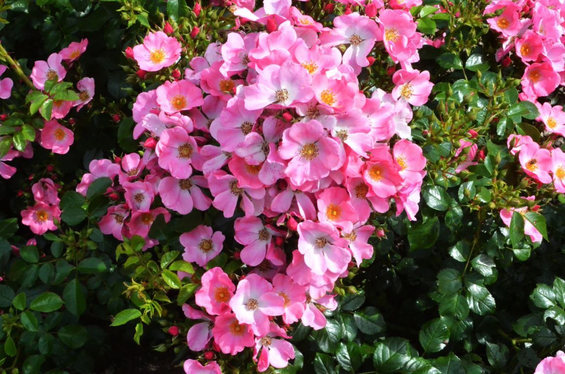 Roses Mel Bee - Boweco