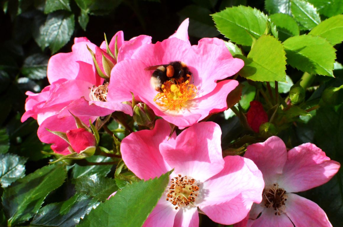 Roses Mel Bee - Boweco