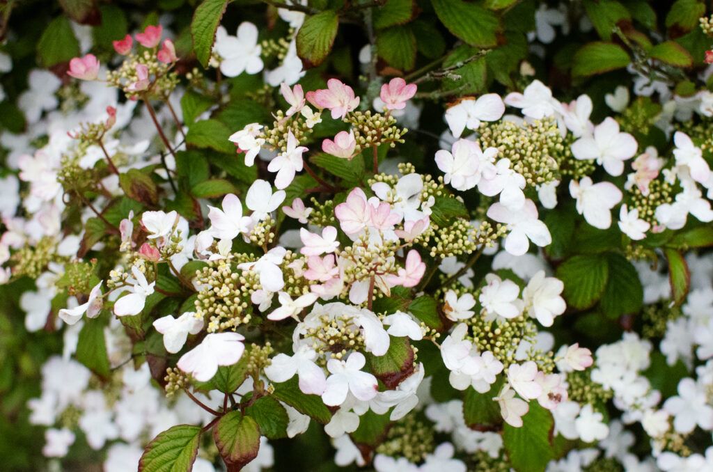 Viburnum Shirogami - Boweco