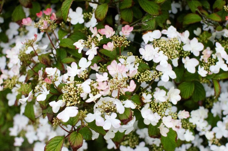 Viburnum Pinkawai - Boweco
